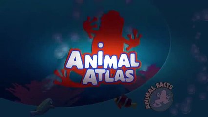 Animal Atlas videos - Dailymotion