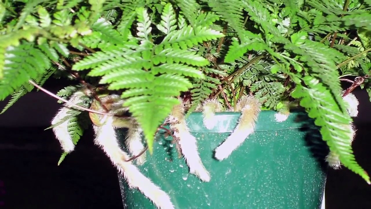 Gardening Tips : How to Grow a Rabbit's Foot Fern - video Dailymotion