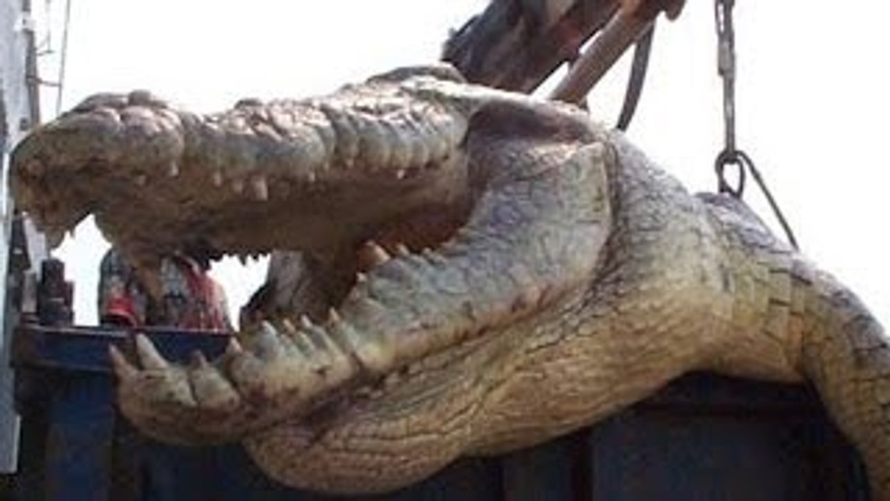 Top 5 of the WORLD'S BIGGEST CROCODILES ever caught on film! ULTIMATE ...