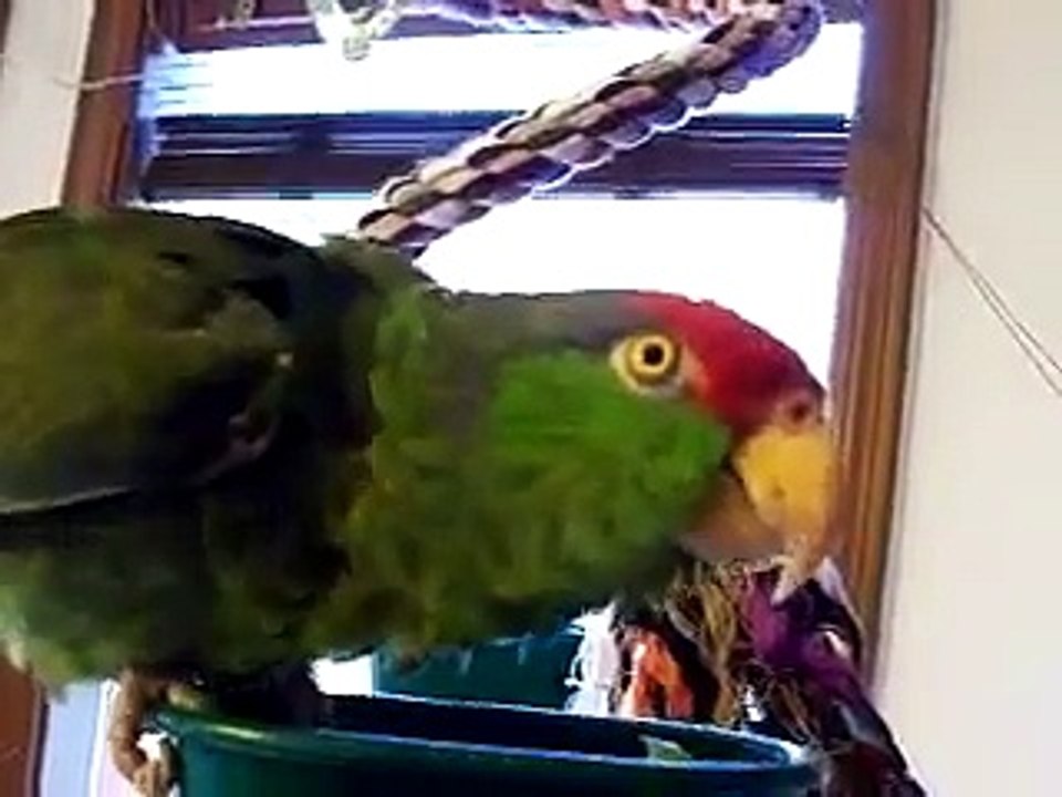 TALKING BIRD RED HEAD AMAZON PARROT - video Dailymotion