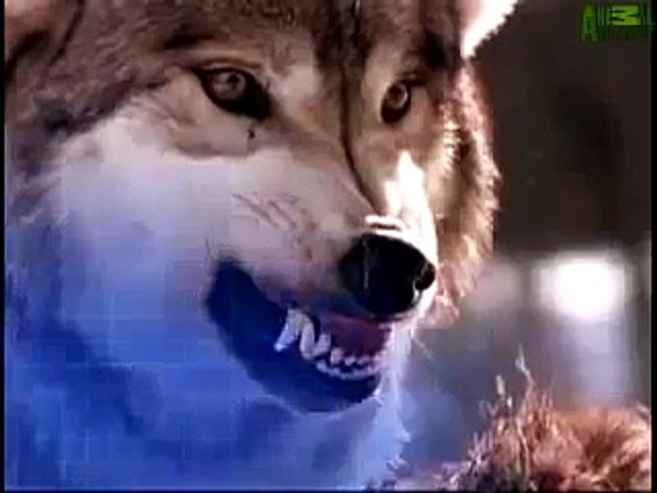 Animal Face Off - Wolf vs Cougar - video Dailymotion