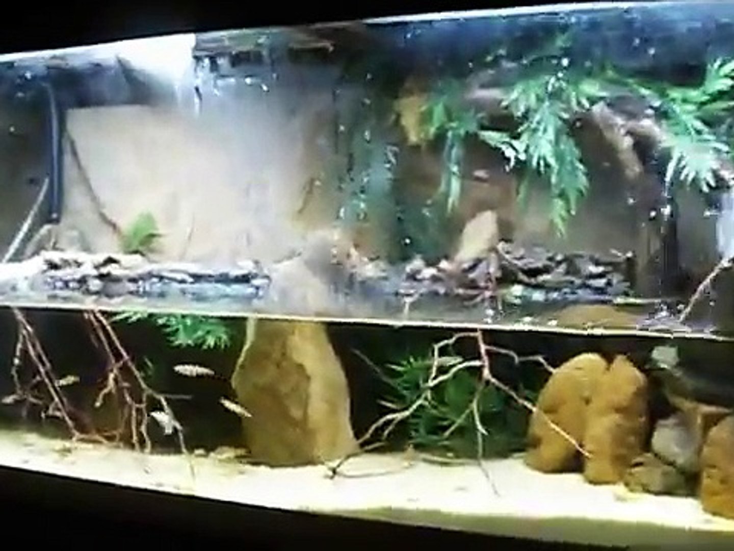 Mudskipper Fish Tank