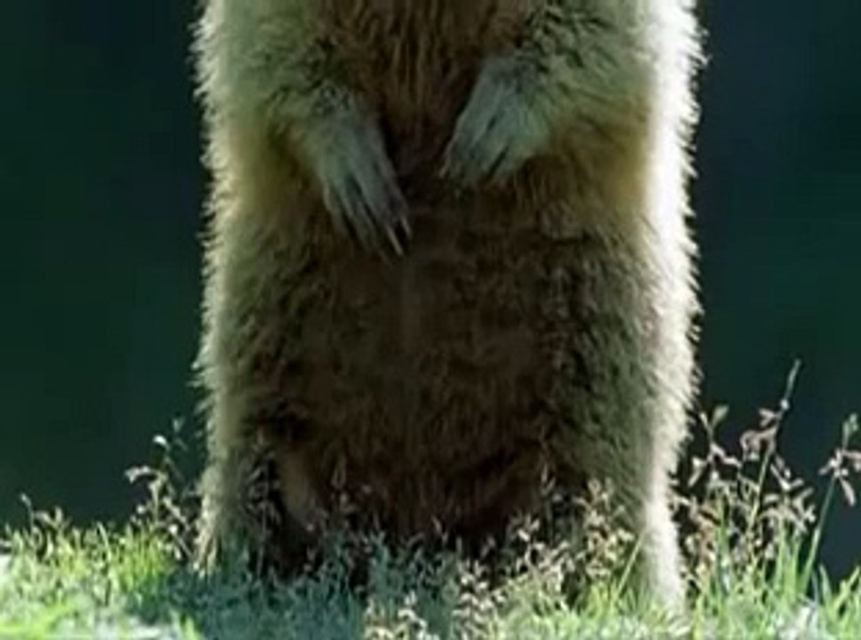 Alan Alan Alan Steve Steve Steve - video Dailymotion