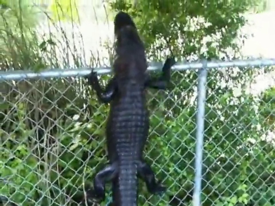 Gator climbs fence in Florida to go back in water - Vidéo Dailymotion