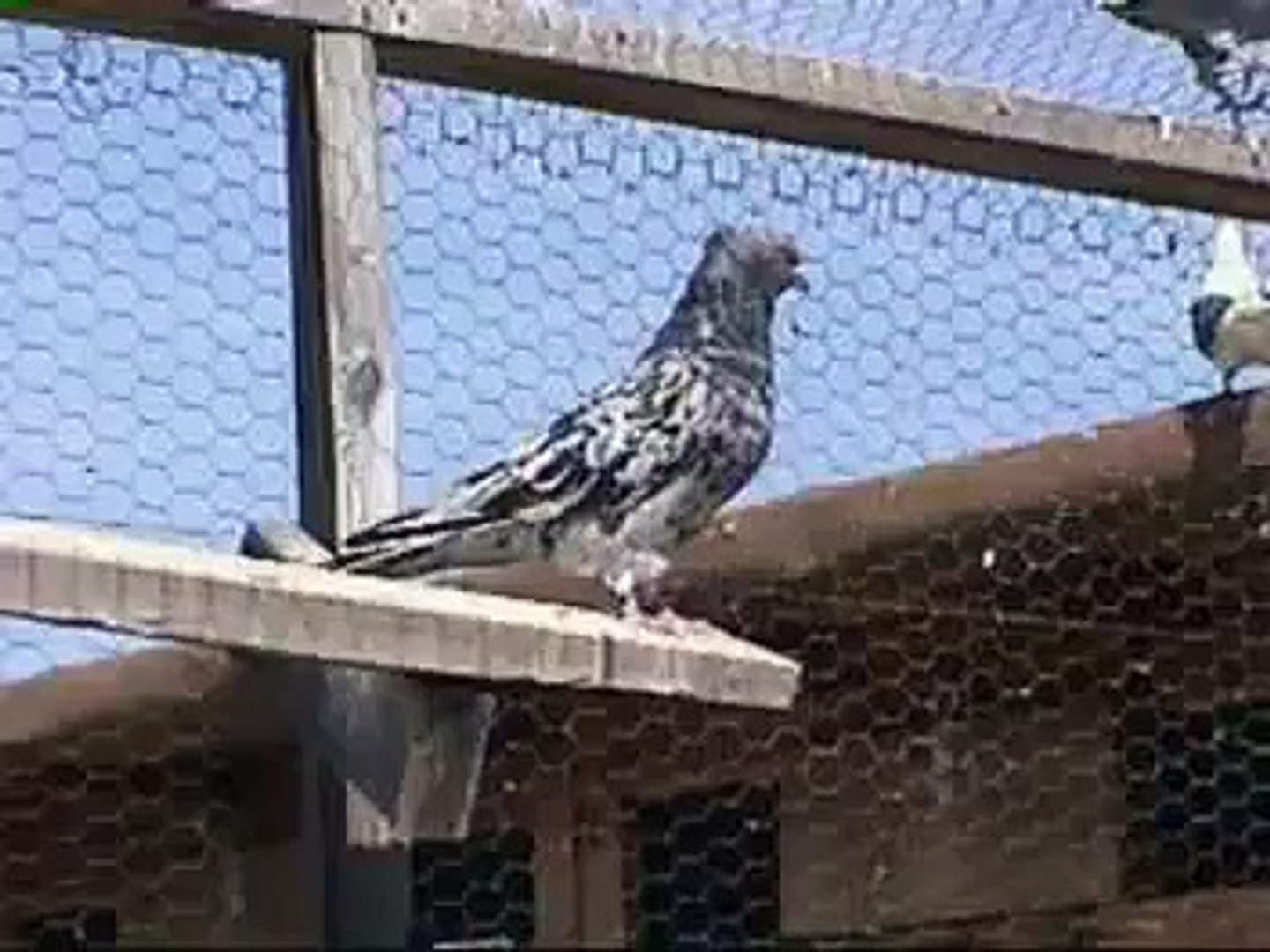 Iranian High Flyer Pigeons