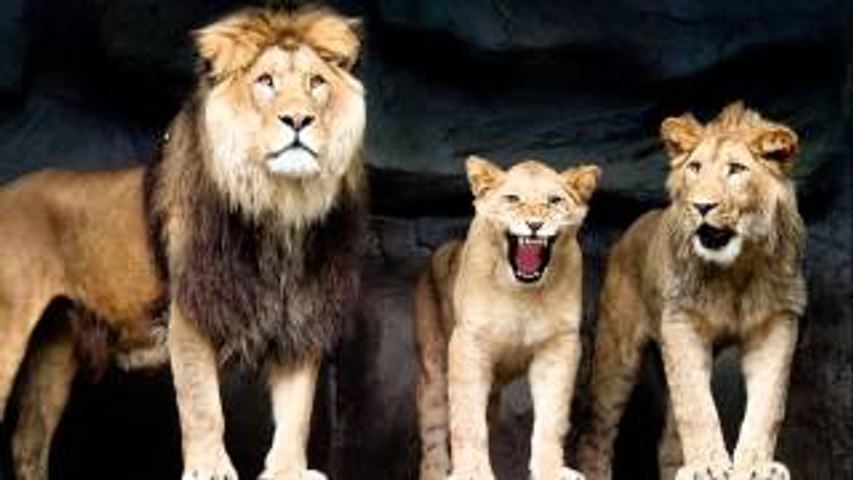 World Record Lion