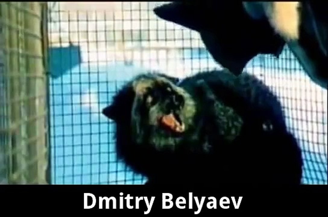 Dmitry Belyaev and Fox Experiments - video Dailymotion
