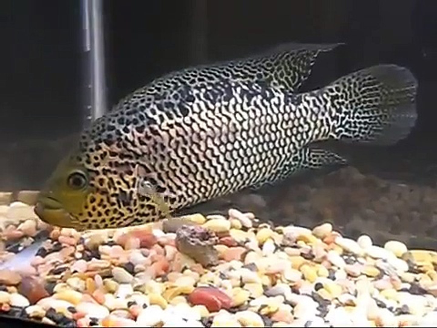 Jaguar And Tiger Hybrids