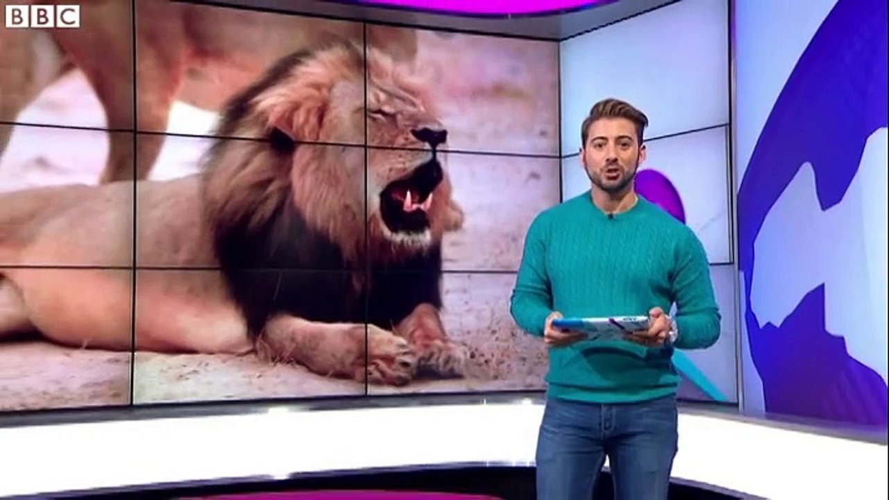 BBC cbbc Newsround 29Jul15 - Cecil the lion hunted by US dentist ...
