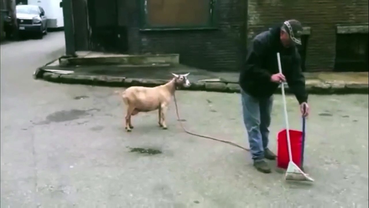 Funny Goats Screaming like Humans - video Dailymotion