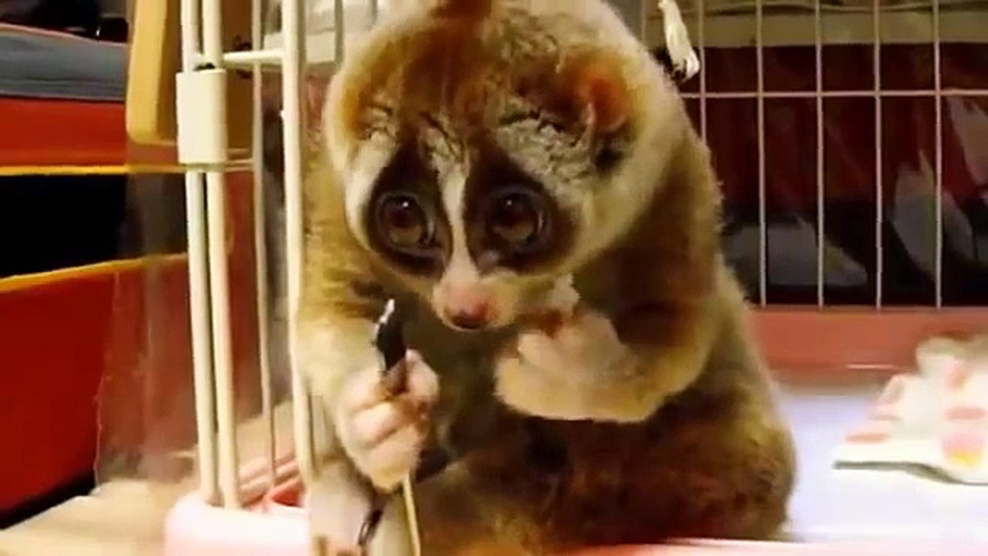 Slow Loris Eating Banana