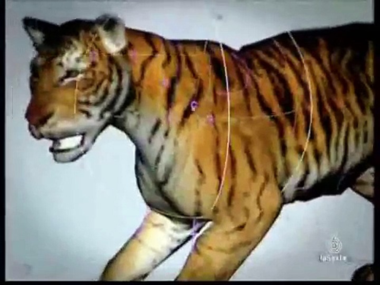 Jaguar Fighting An Anaconda