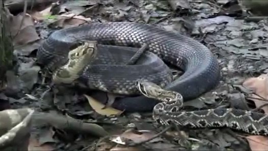 Phyton vs Rattlesnake Real Fight - Dailymotion Video