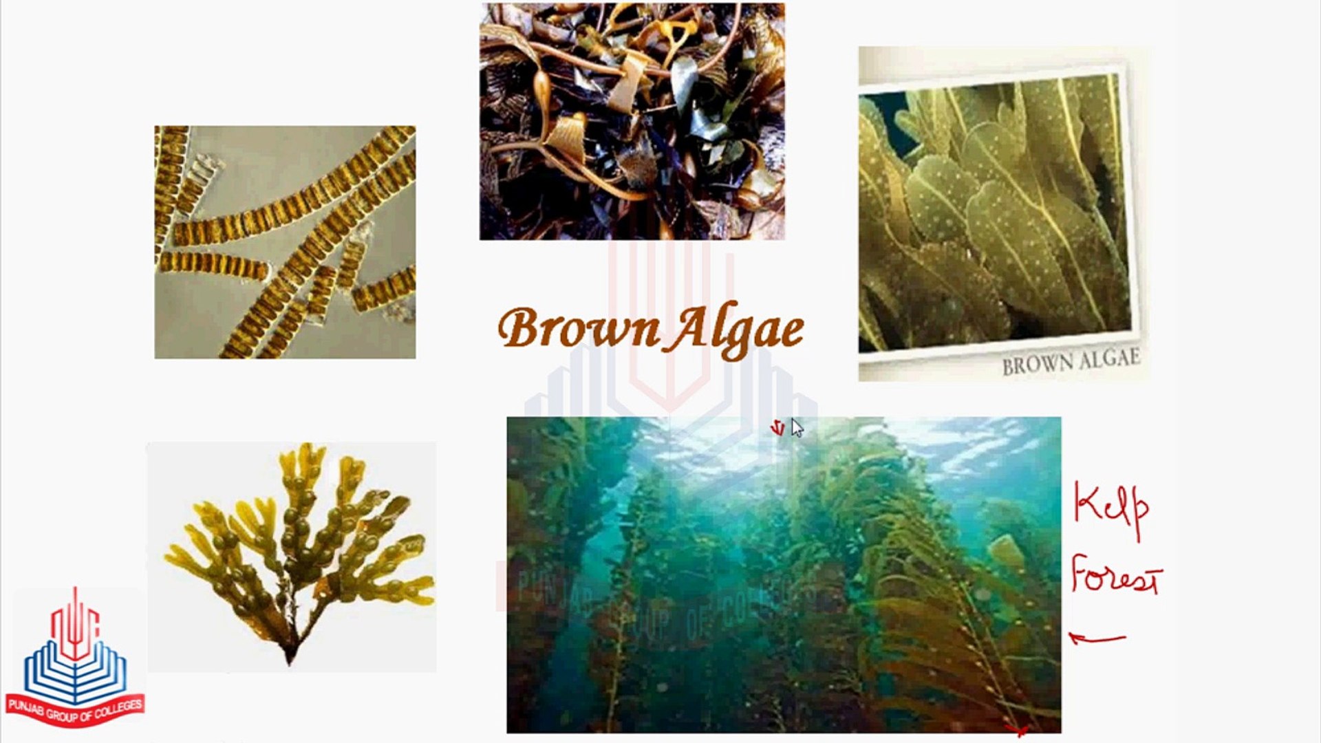 Brown Algae Protist
