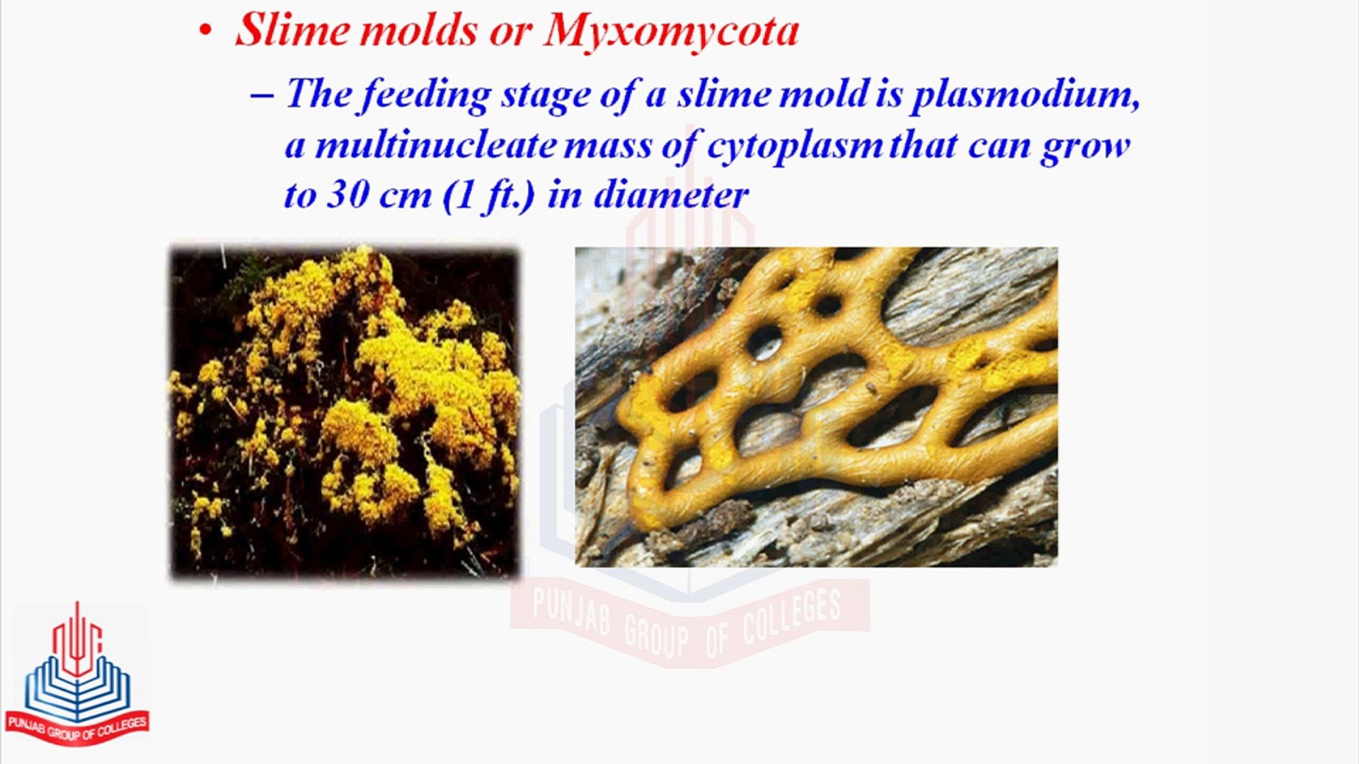 Lecture 24 Slime Molds