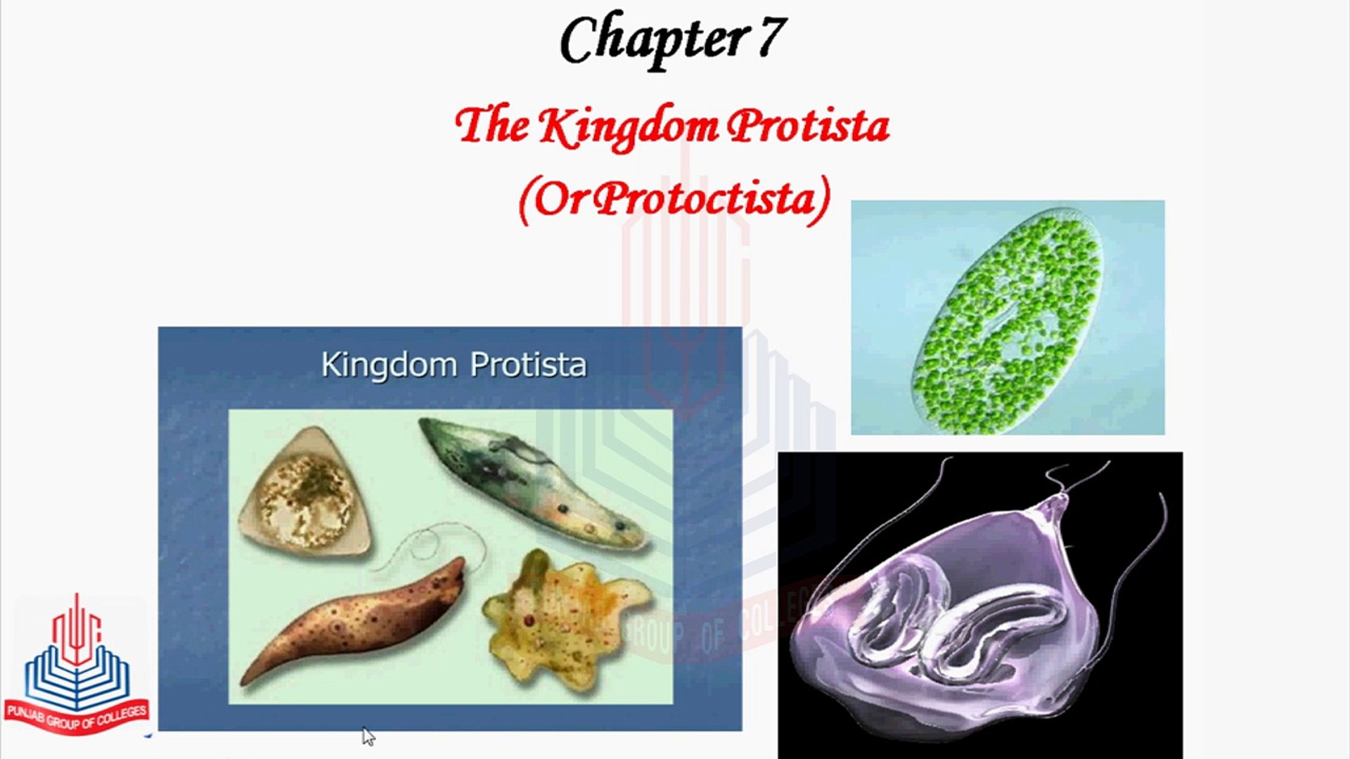 Kingdom Protista Organisms