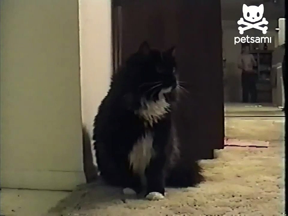 Talking Cat Saying Oh Long Johnson - Dailymotion Video