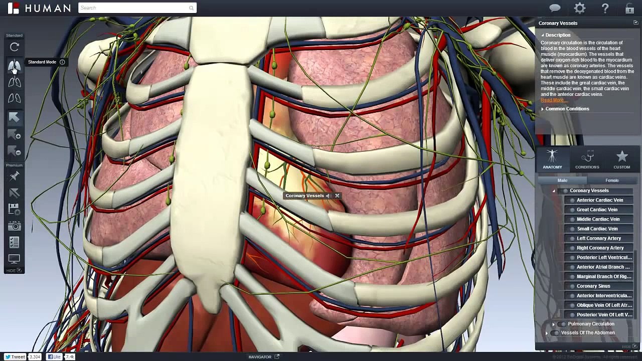 BioDigital Human 2.0: Explore the Human Body in 3D! - video Dailymotion