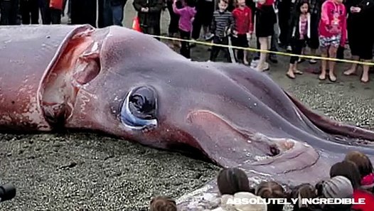 GIANT SQUID found! (50-foot-long washed-up on beach Punakaiki New ...