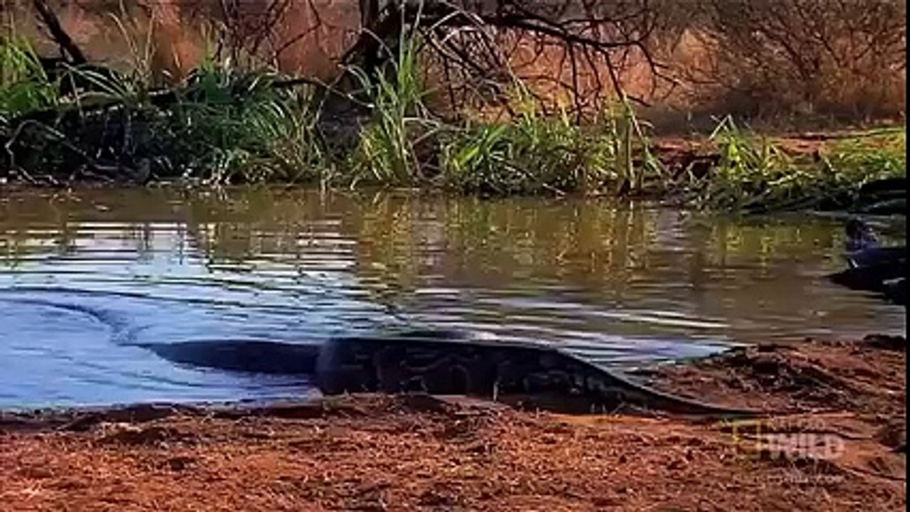Python Eats Antelope - video Dailymotion