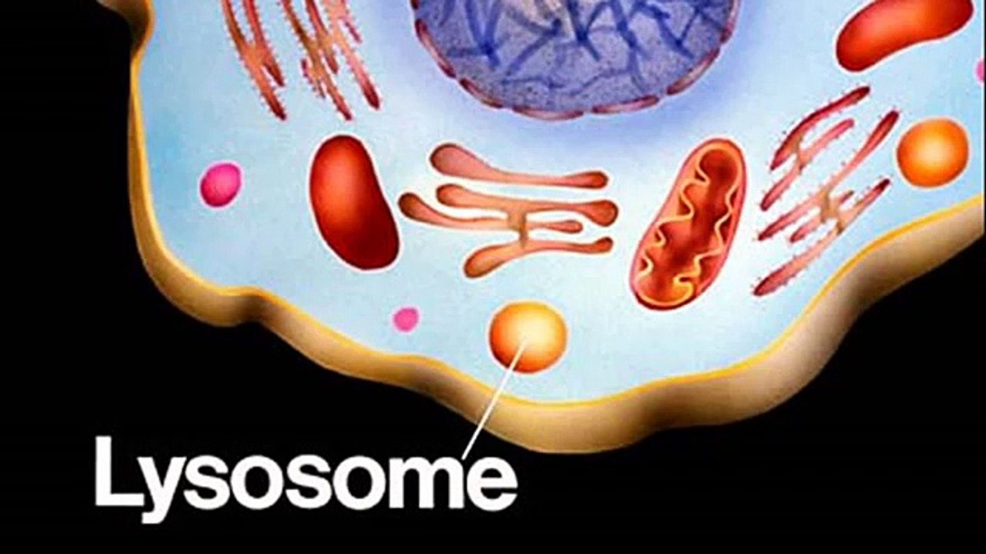 Lysosome In Animal Cell