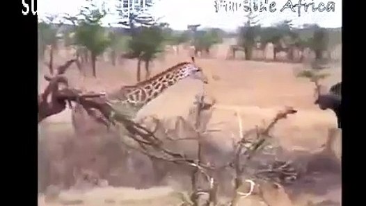 Giraffe Kills Lion With Kick - Real Fight [ National Geographic Wild ...