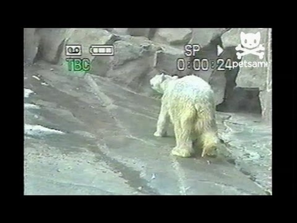Polar bear does the moonwalk - video Dailymotion