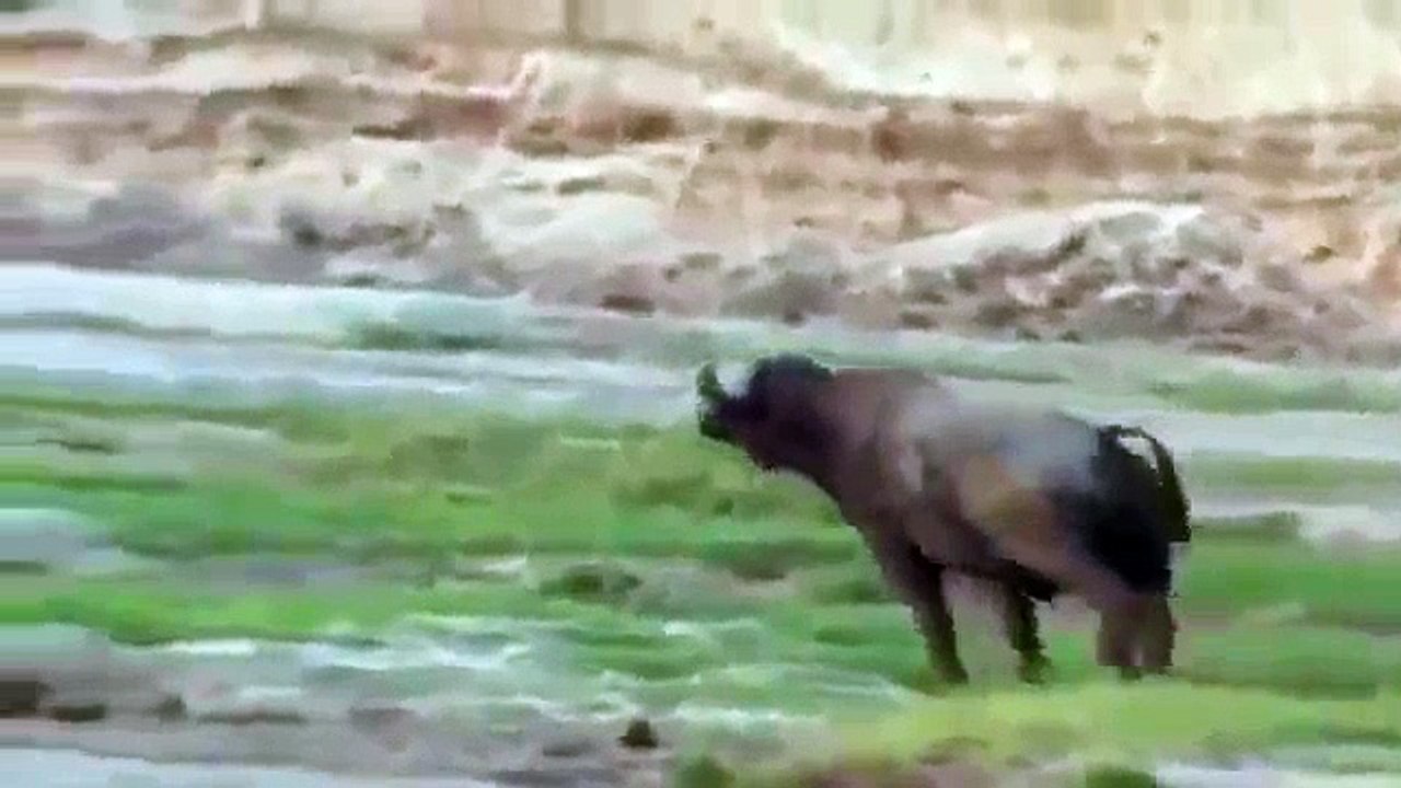 Animal Planet 2015 - Discovery Channel - Wildlife Animals - Lion ...