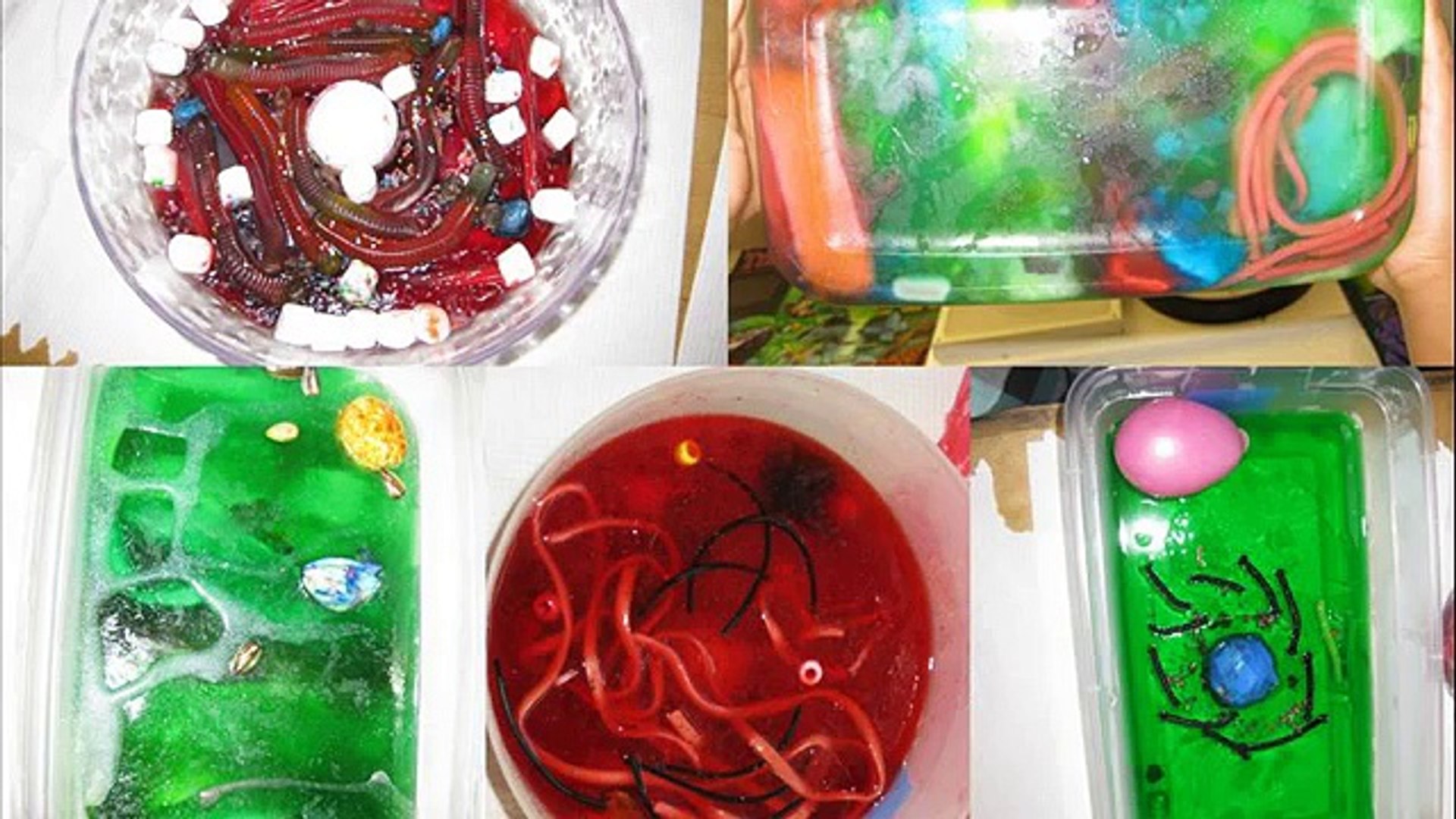 Animal Cell Model Jello