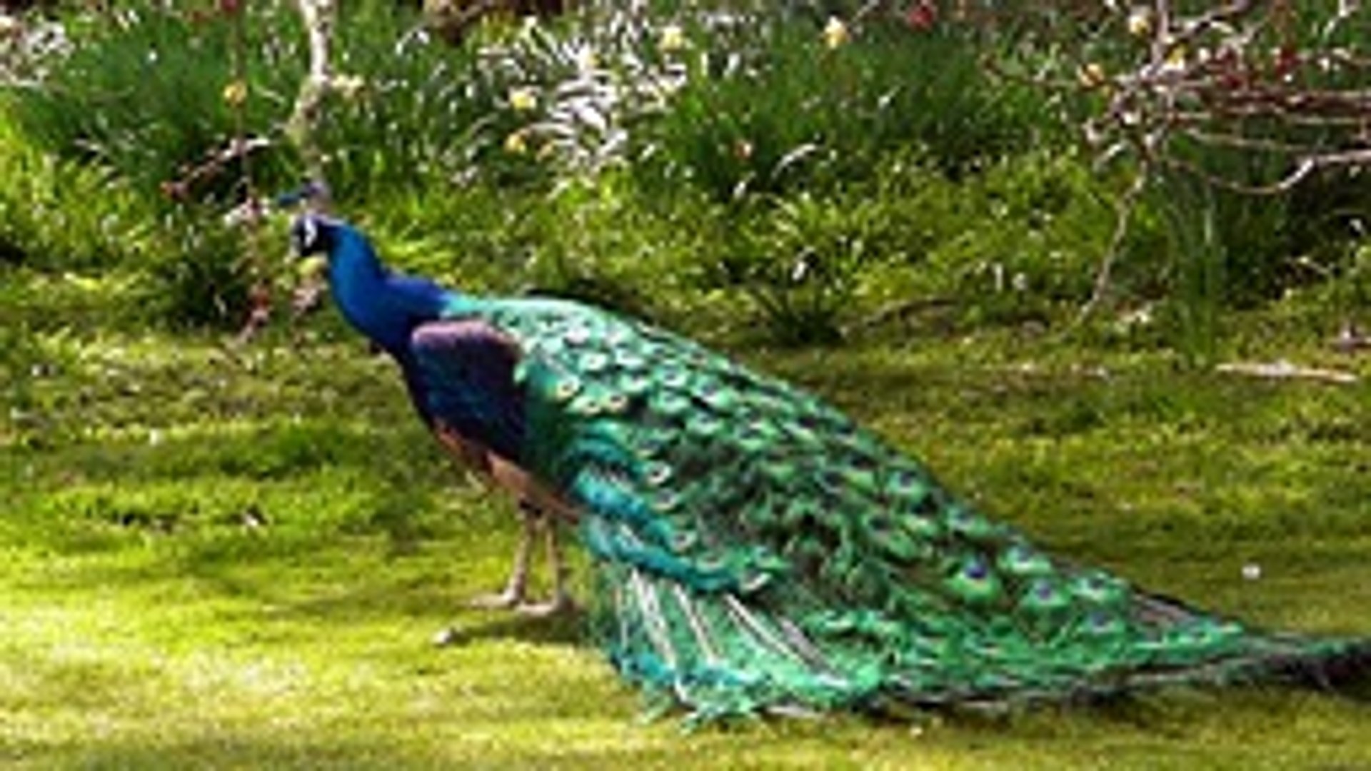 Indian Peacock Dance Video