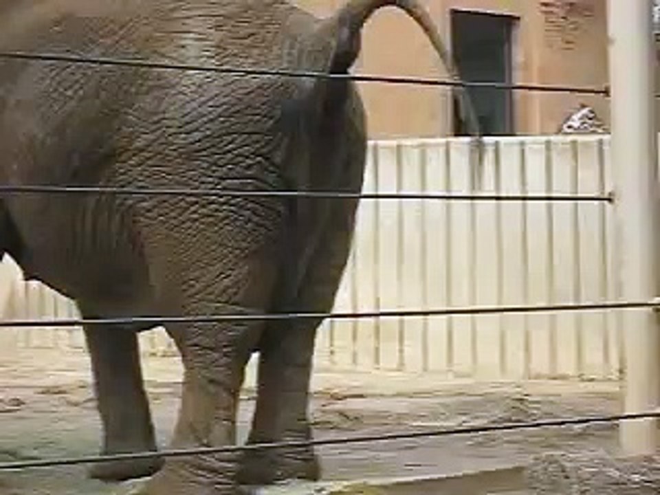 elephant poop - video Dailymotion