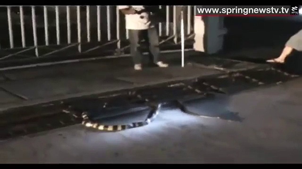 Krait Eating king cobra - video Dailymotion