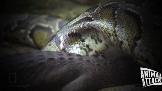 Python vs Alligator - Python Bursts After Eating Alligator ...