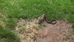 rabbit vs snake - video Dailymotion