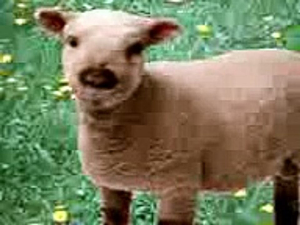 Welsh Sheep shaggers - video Dailymotion