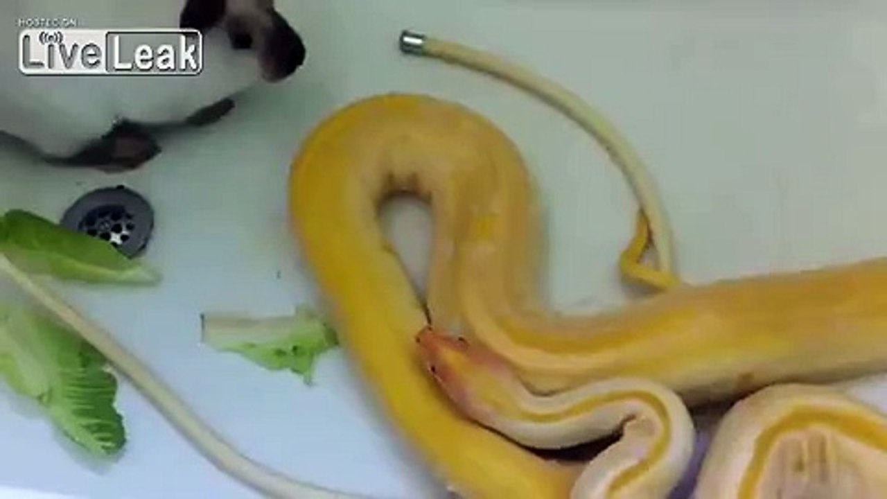 **Burmese Python *VS* Cute Rabbit** (Constricts) -Feeding- - video ...