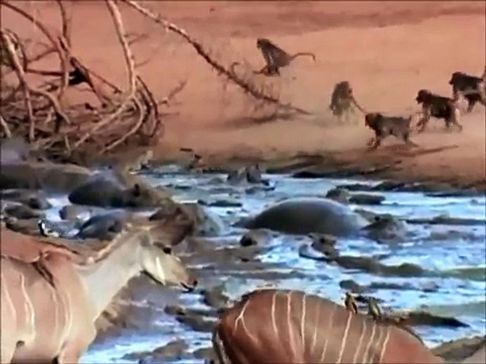 Last Feast of The Crocodiles (Part 3 of 4) - video Dailymotion