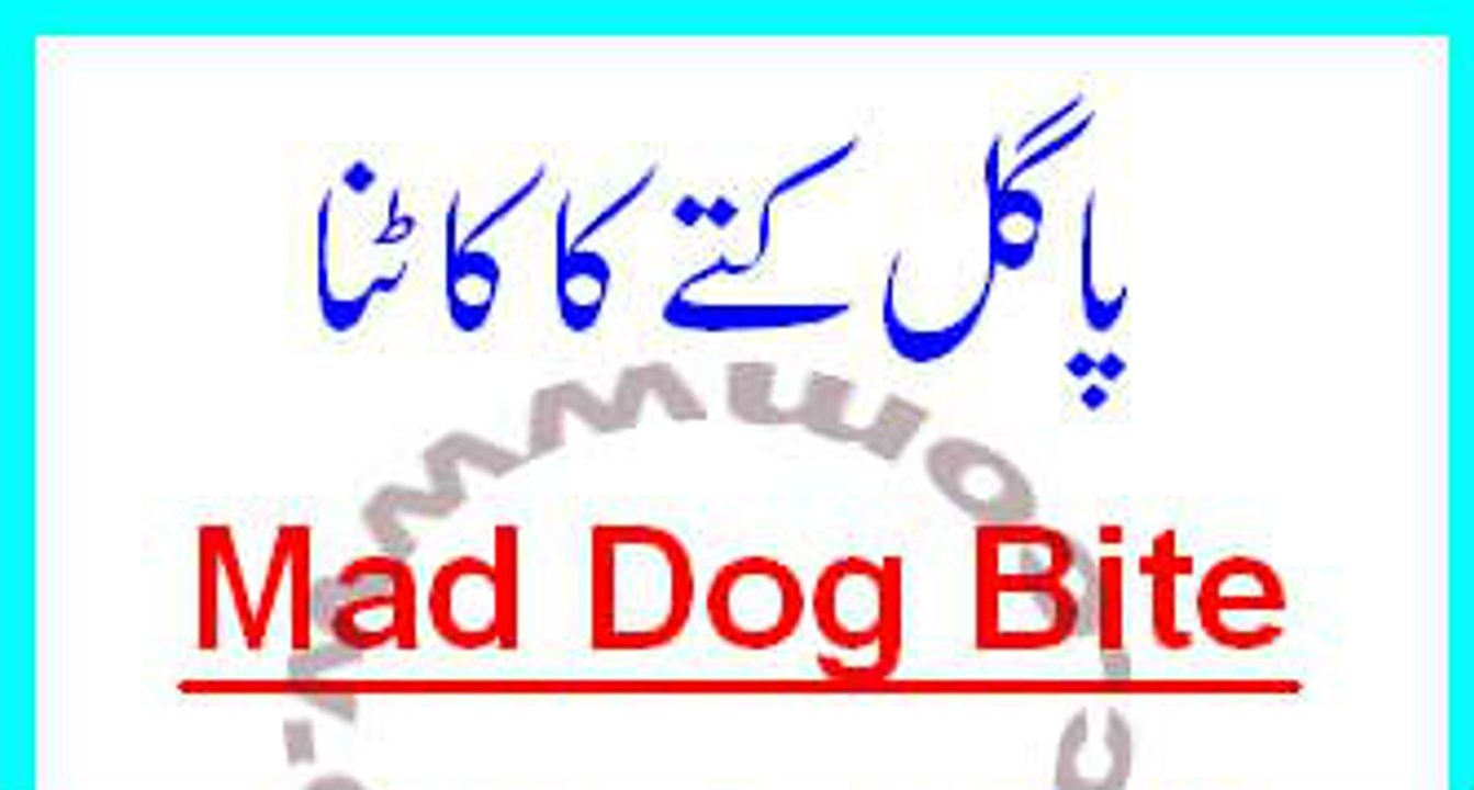 Mad dog bite - video Dailymotion