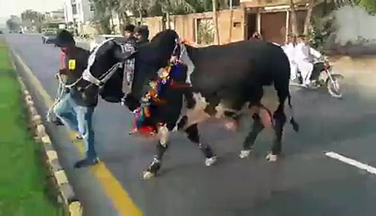 Beautiful Cows Run at The Time of Zibah eid 2015 - must watch - video ...