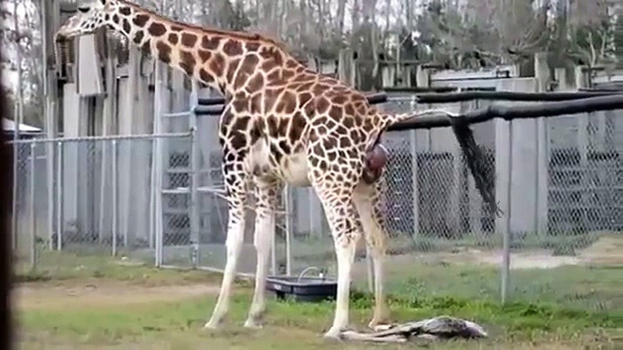 Animal Planet | Discovery Channel | Wild Life Documentary 2015 ...