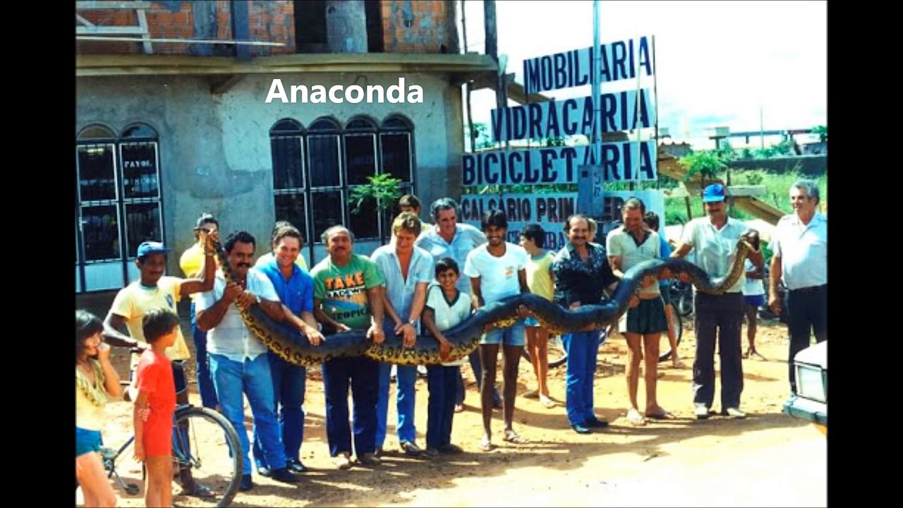 Anaconda vs Python - Part 1 - What is the biggest snake in the world ...