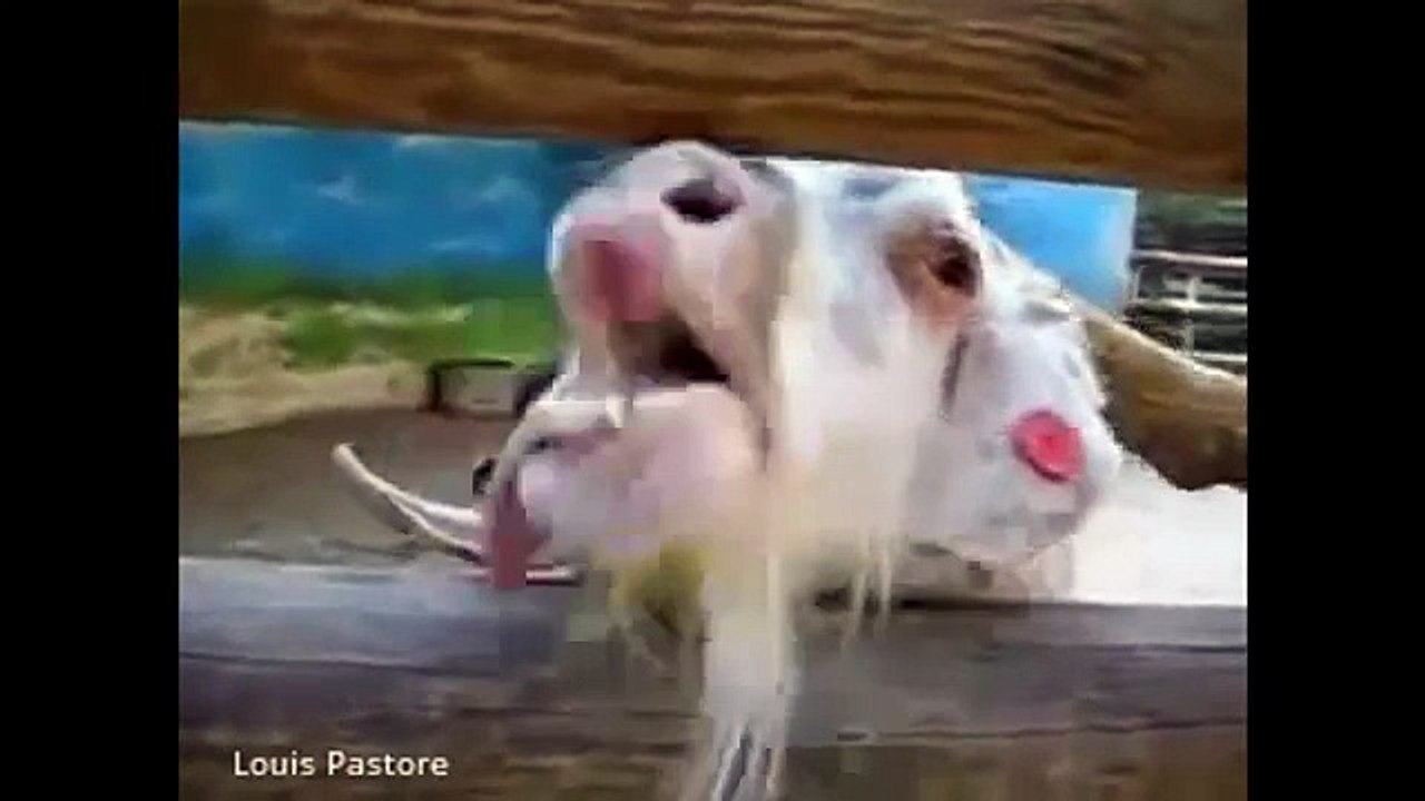 Funny Goats Videos CRAZY Goats Screaming like Humans 2015 [NEW ...