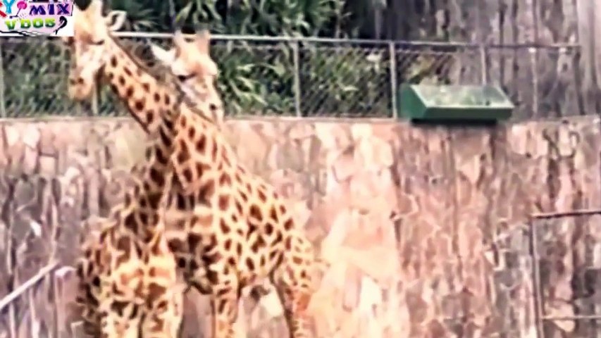 Giraffe Mating Gif