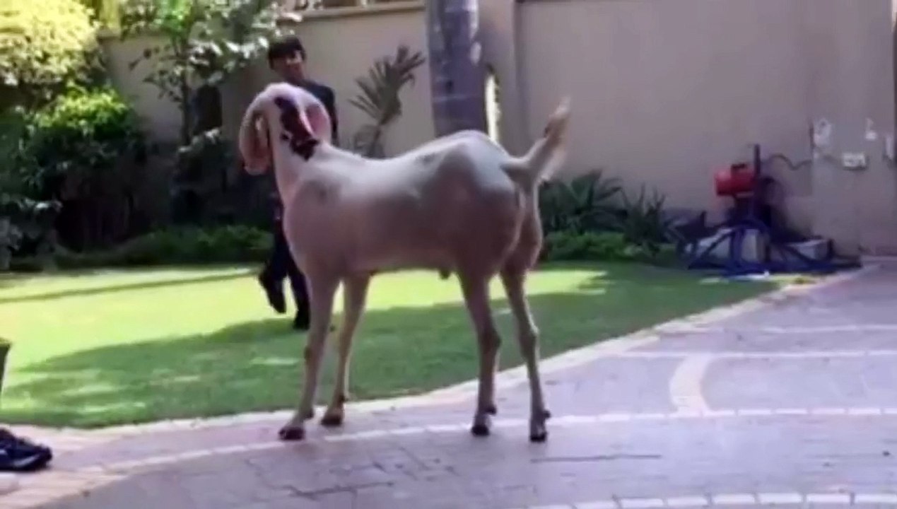 Funny Bakra Dubsmash_Video2 - video Dailymotion