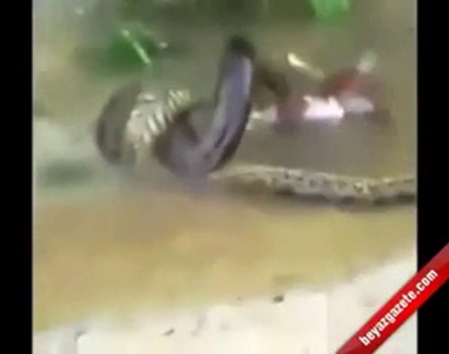 PYTHON EATS COW Animal Videos - video Dailymotion