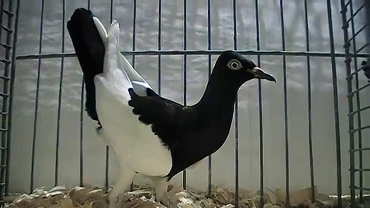 berlin long face tumbler (fancy pigeon) - Dailymotion Video