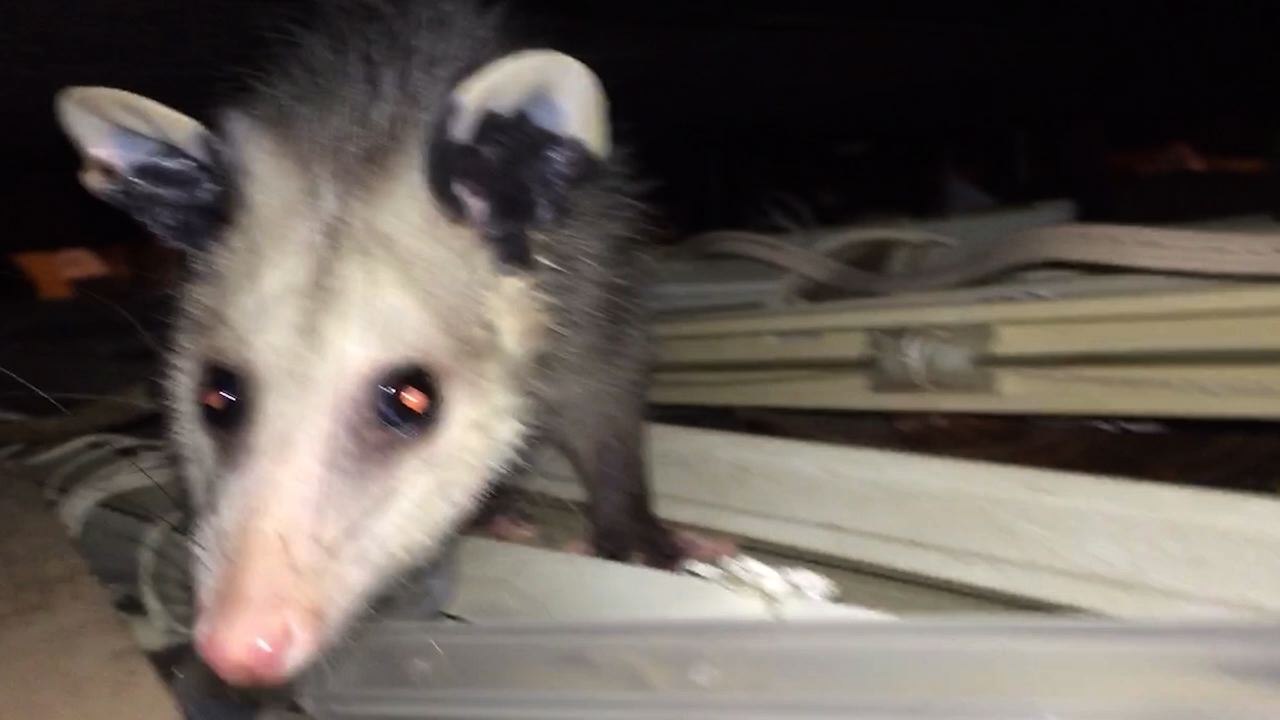 Hoarder Woman Gets Scared By Possum - video Dailymotion