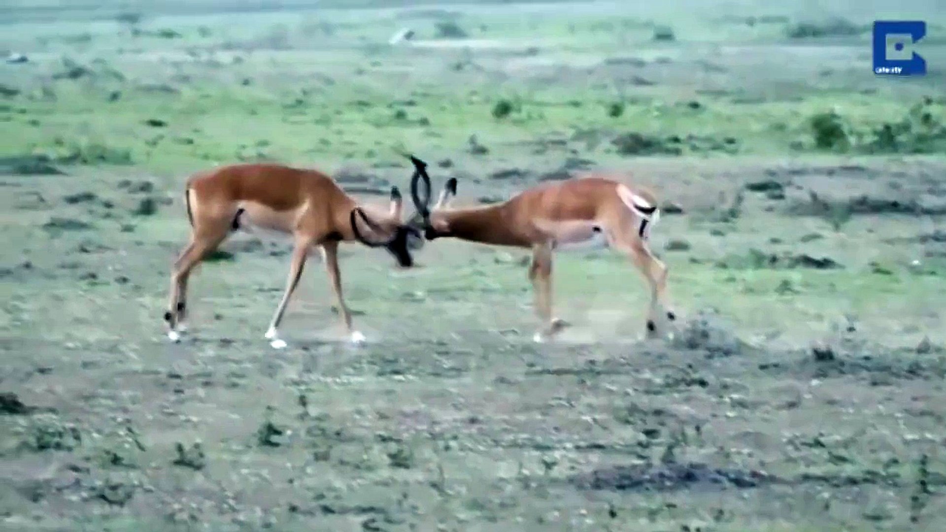 Lion Attacking Gazelle