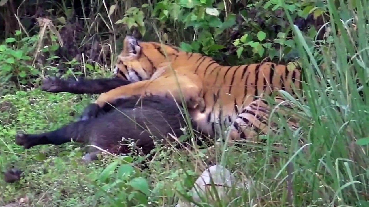Tiger vs Boar - Wild Animal Attacks Fights to Death Videos - video ...