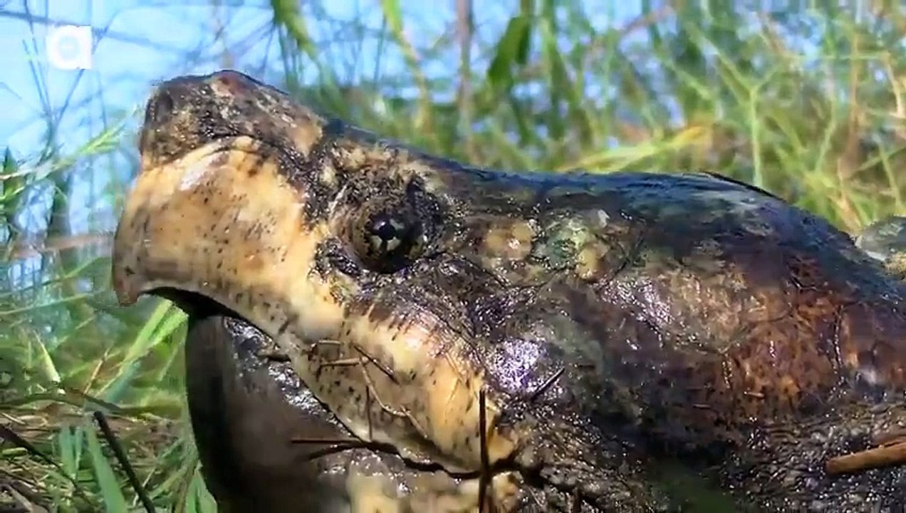 Alligator Snapping Turtle vs Common Snapping Turtle - video Dailymotion